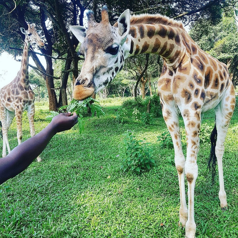 Top activities to do at the Uganda Wildlife Conservation Centre, UWEC ...